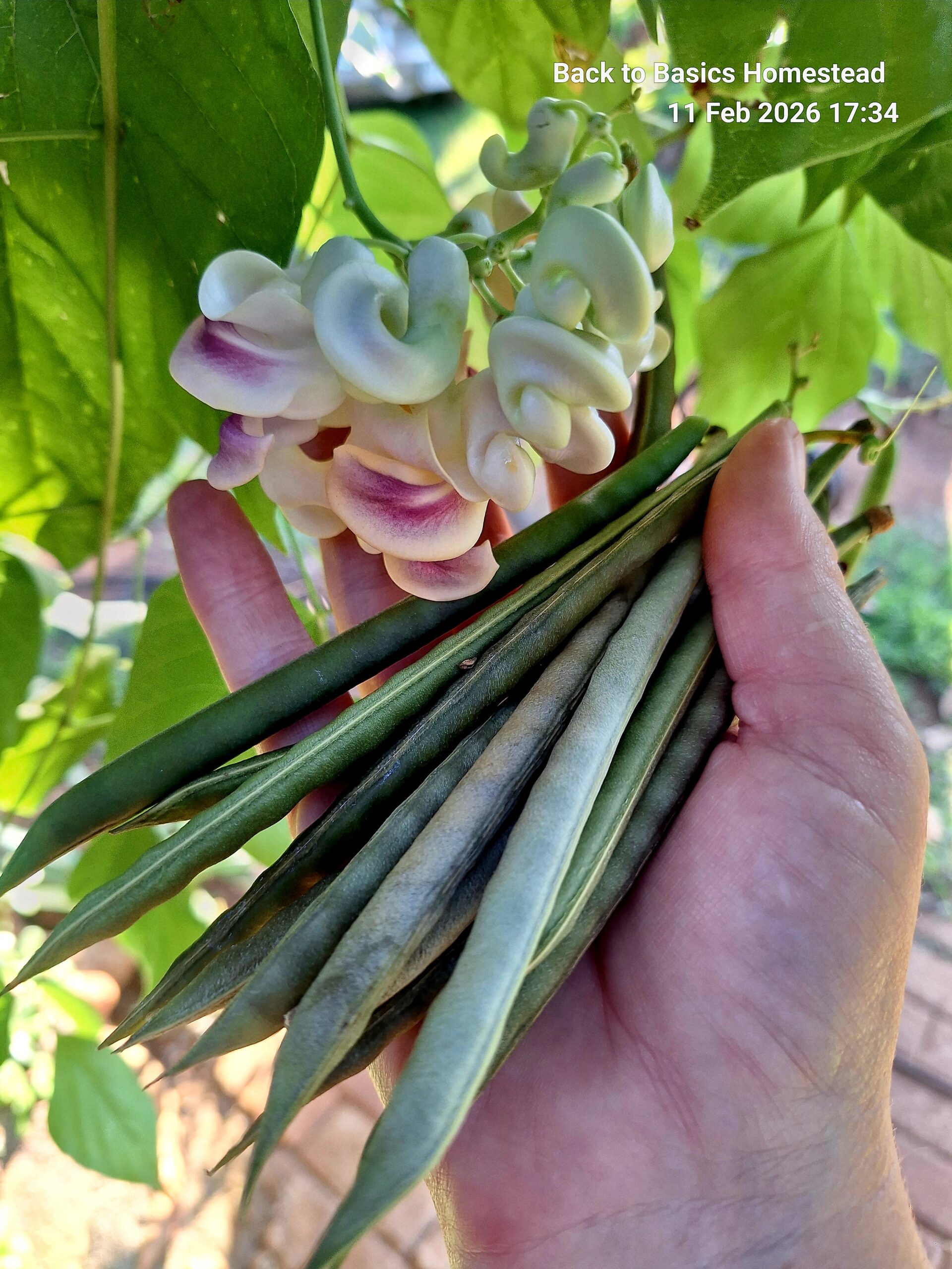 Snail Vine - Back to Basics Homestead